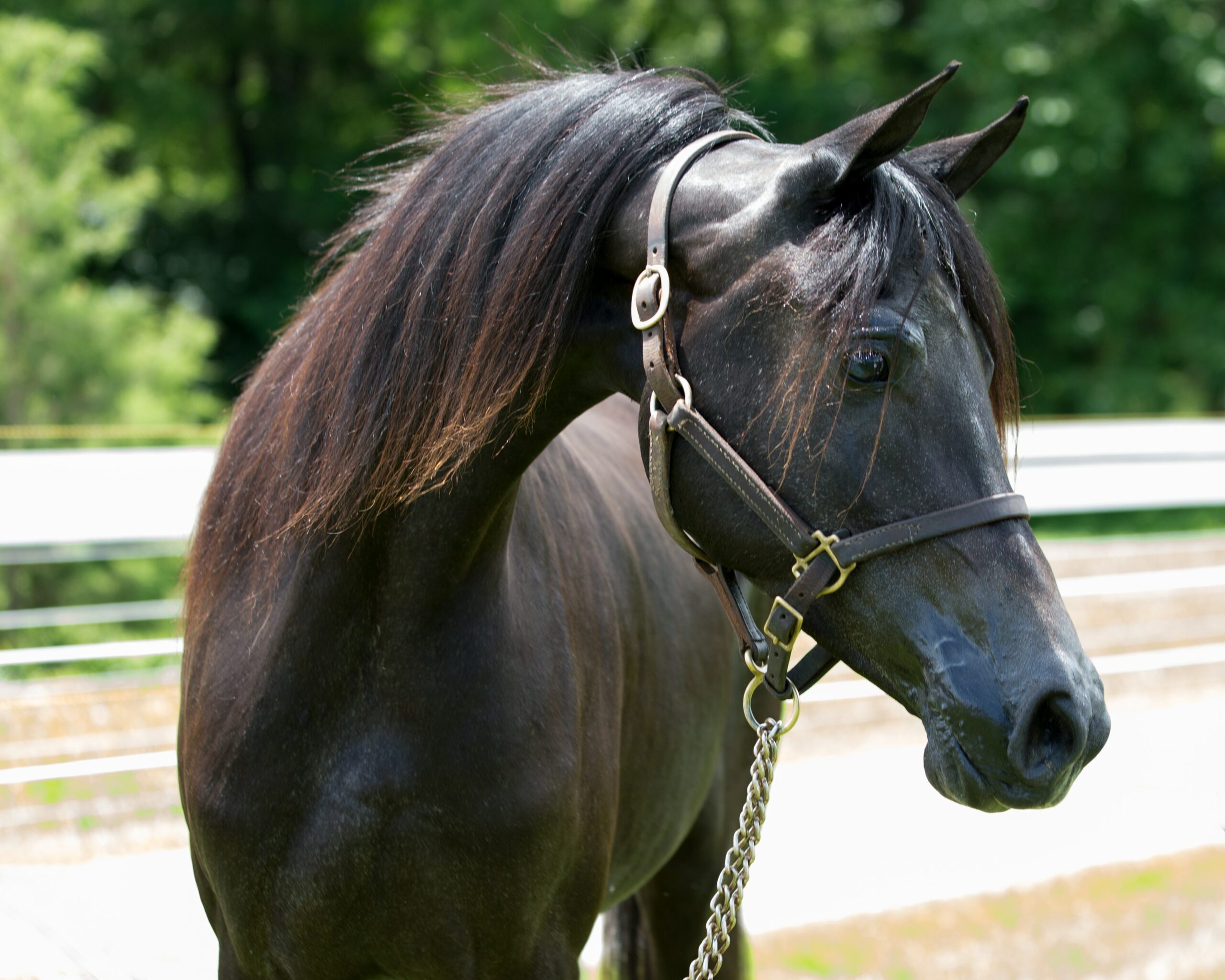 Les licols pour chevaux : pour le bien-être de l'animal